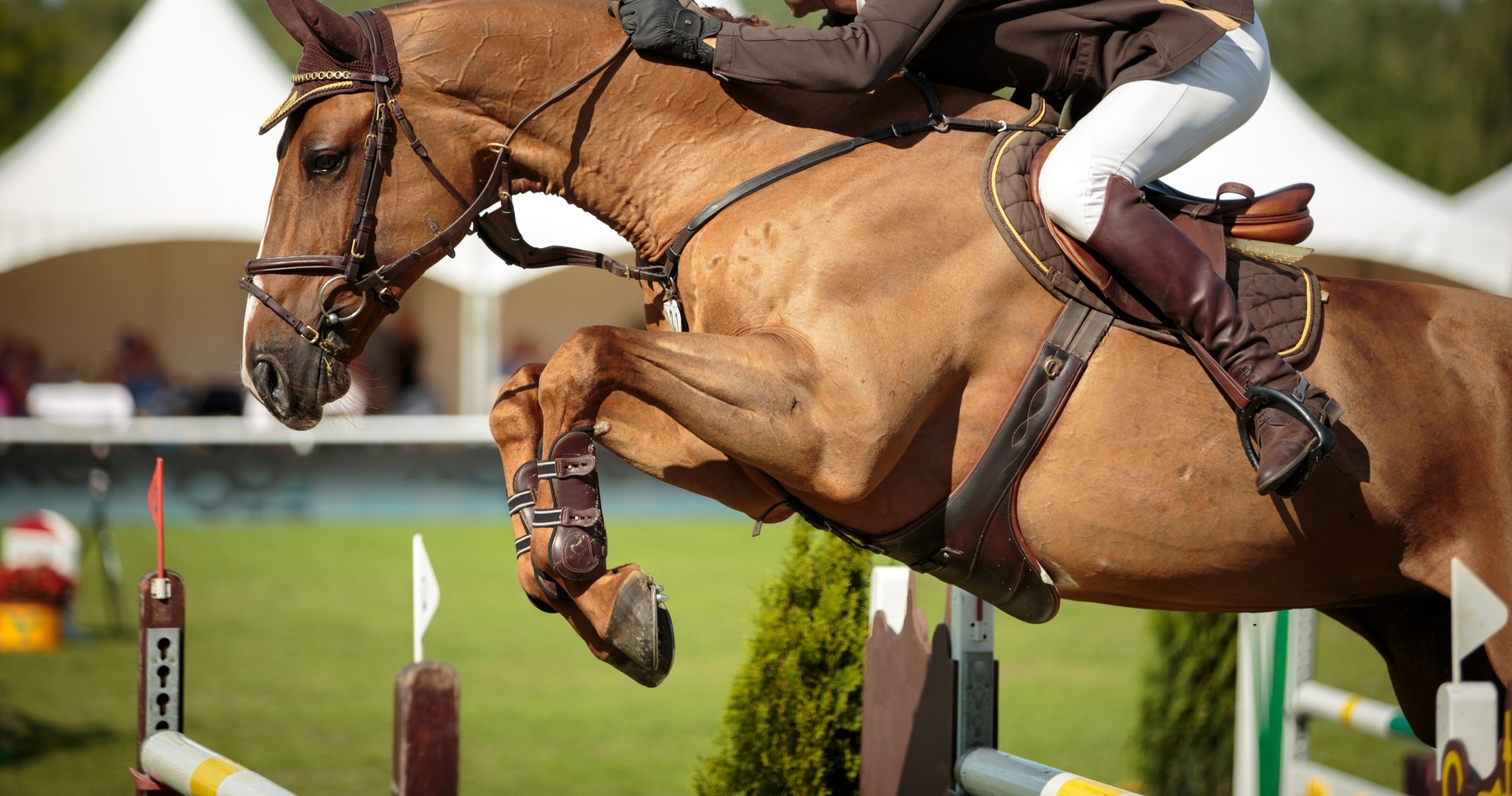 L'alimentation du cheval en période de concours - Dossiers conseils ...